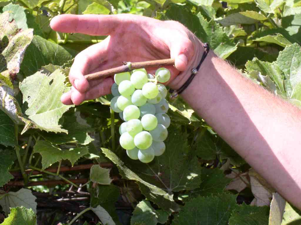 About - Valiant Vineyards Winery & Distillery About - Valiant Vineyards Winery & Distillery